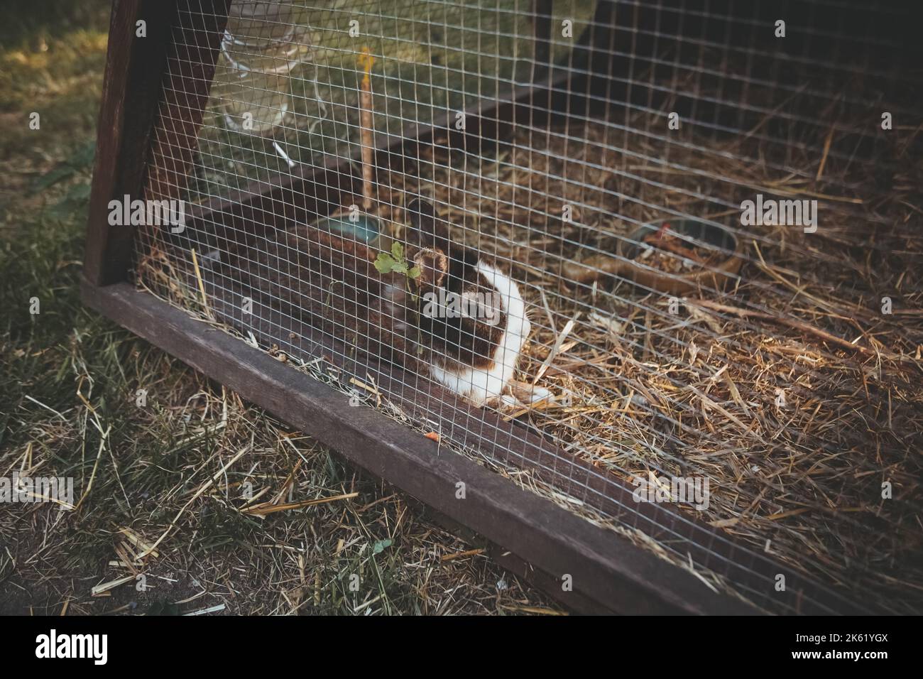 mammal farming small rabbit natural household Stock Photo - Alamy