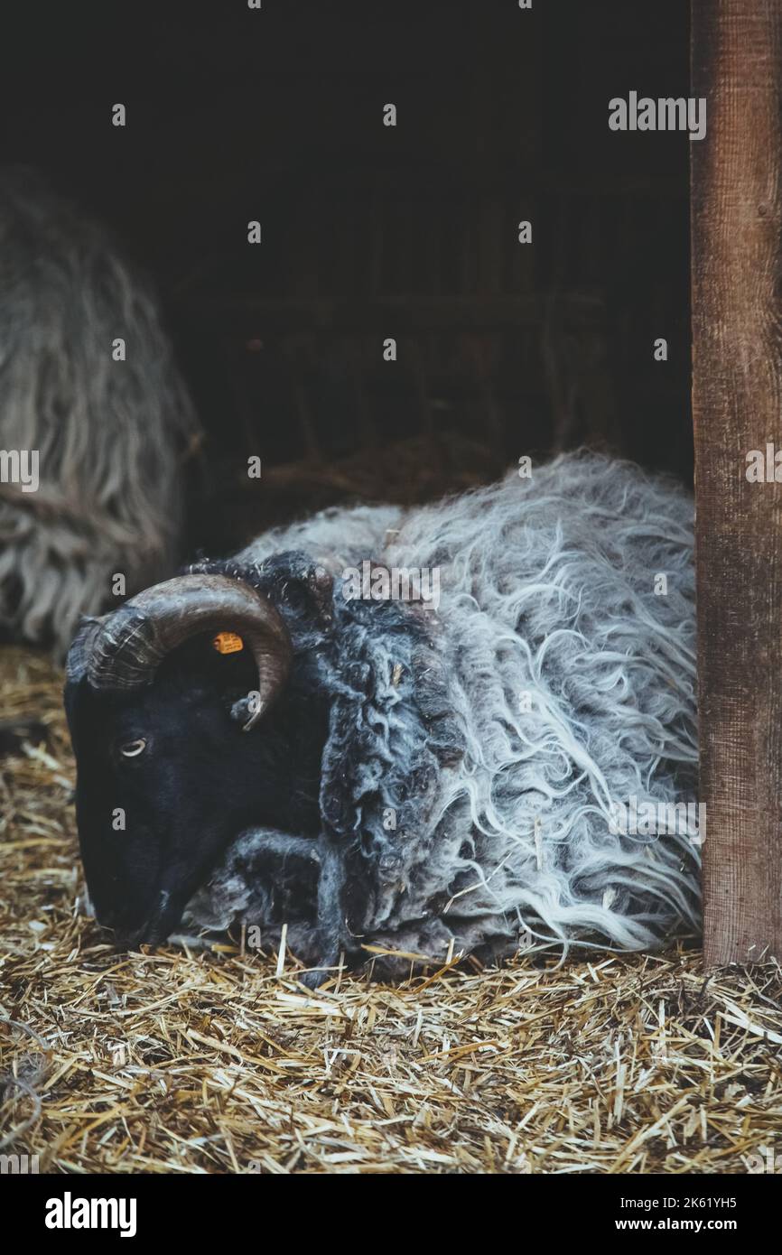tired sheep animal stable natural farming Stock Photo - Alamy