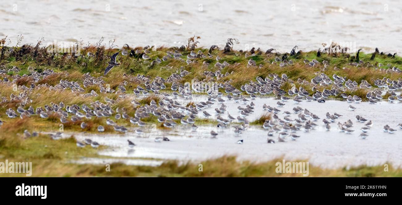 Foraging and resting dunlins (Calidris alpina) at Margrethe Kog ...