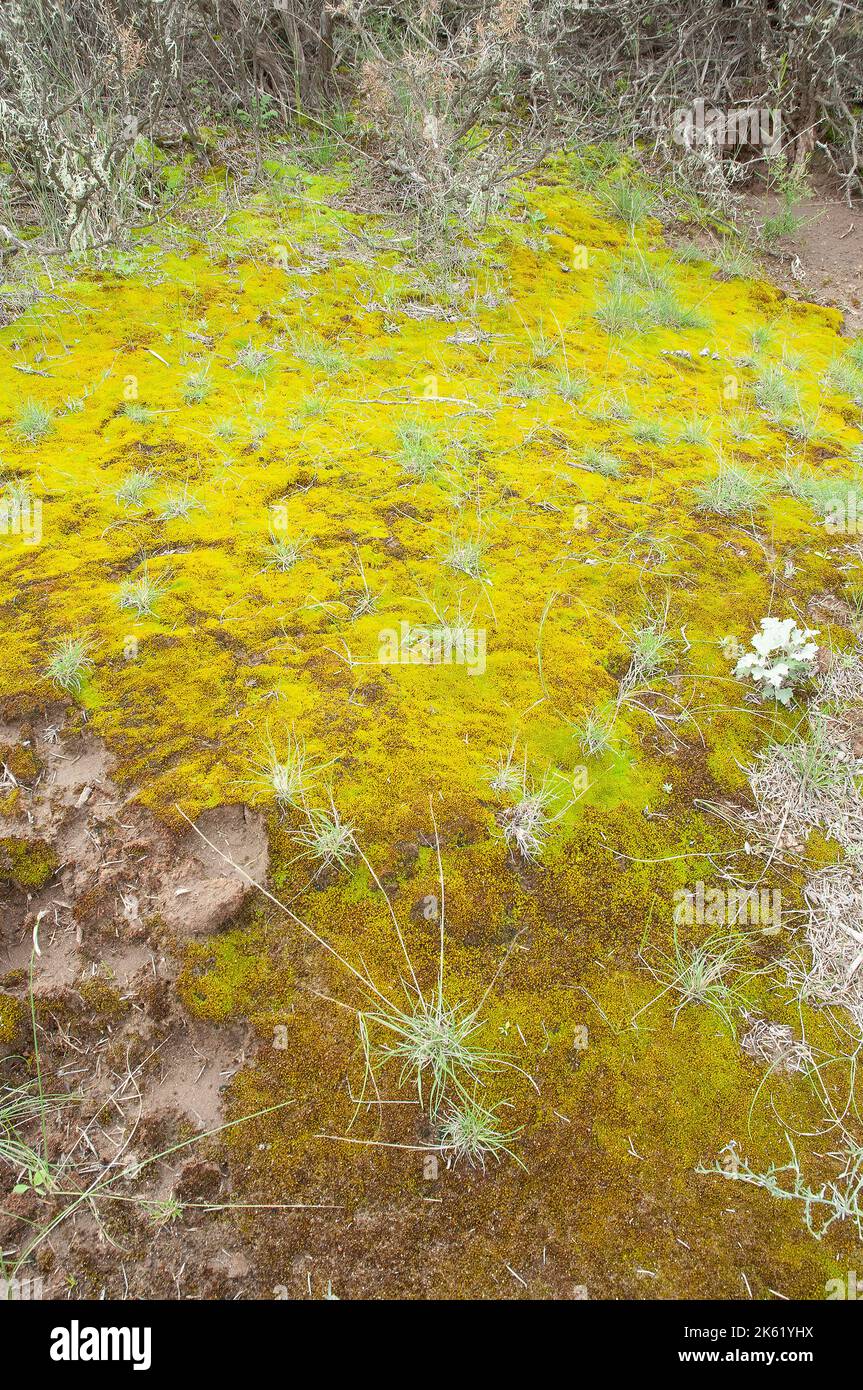 Moss on the wet ground, in a semi-desert environment, Peninsula Valdes ...