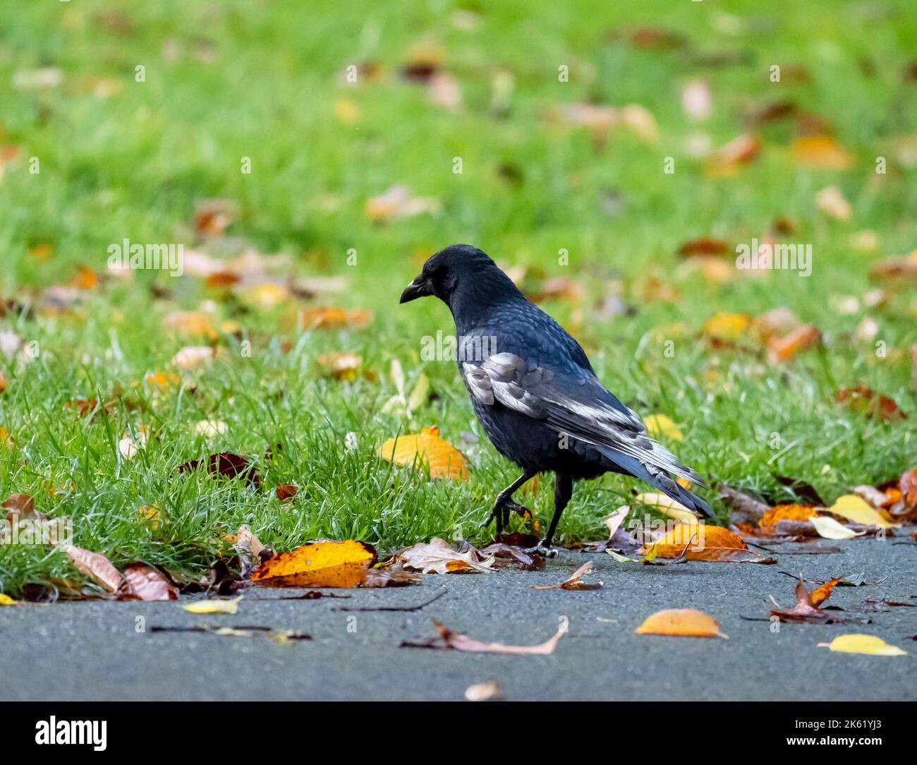 A partial albino Carrion Crow, Corvus corone in Ambleside Lake District ...
