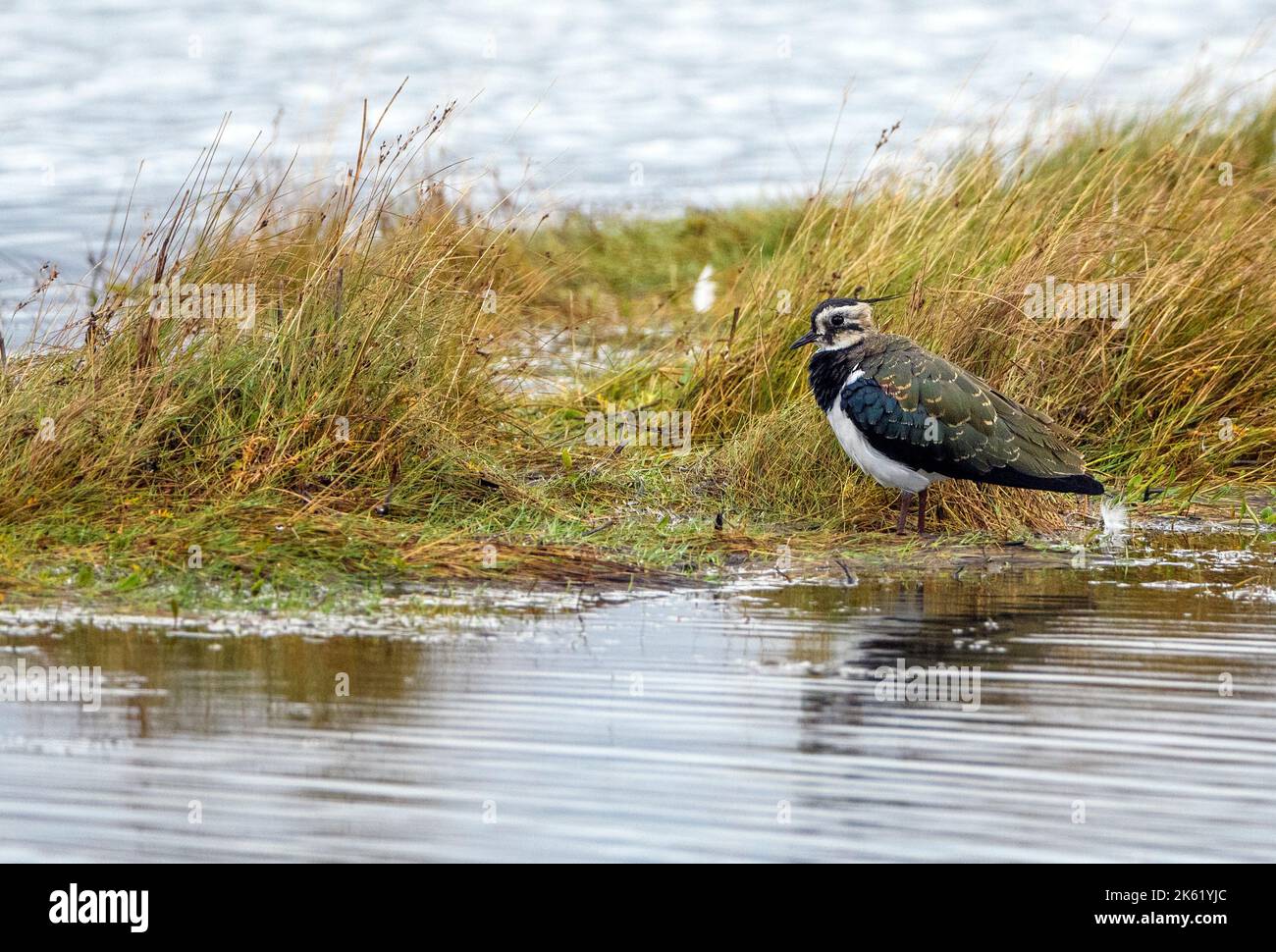 Toendermarsken hi-res stock photography and images - Alamy