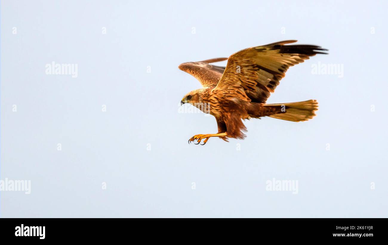 Western marsh harrier (Circus aeruiginosus) from Hasberg Sø ...
