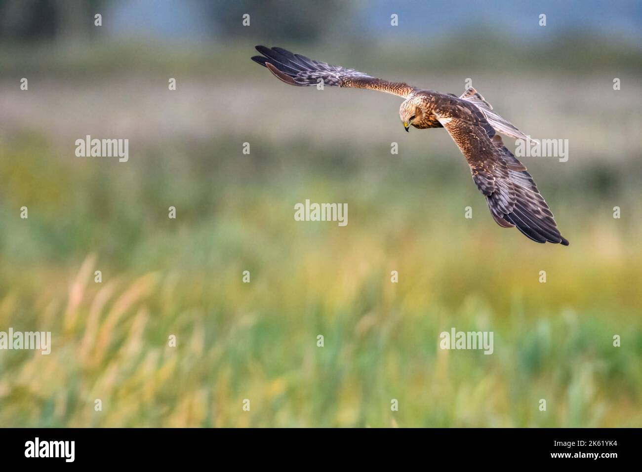Western marsh harrier (Circus aeruiginosus) from Hasberg Sø ...