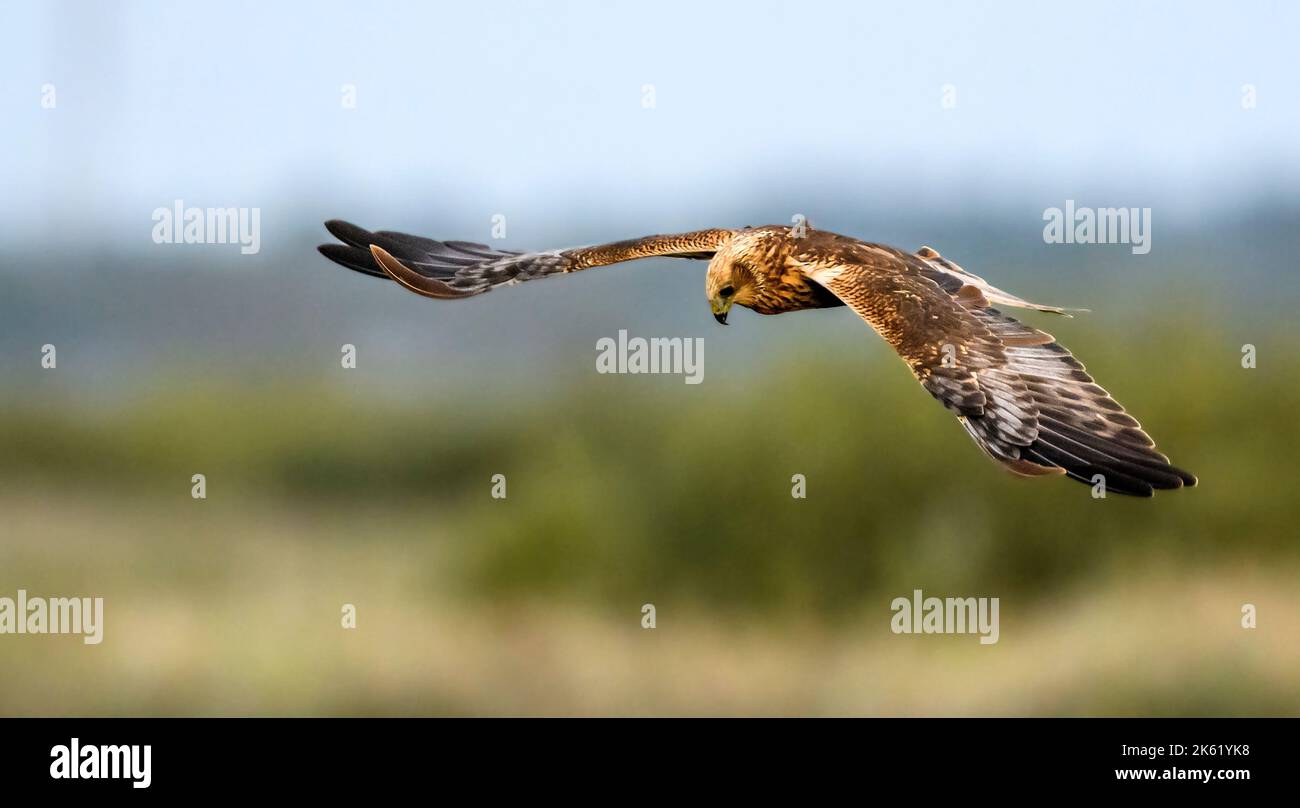 Western marsh harrier (Circus aeruiginosus) from Hasberg Sø ...