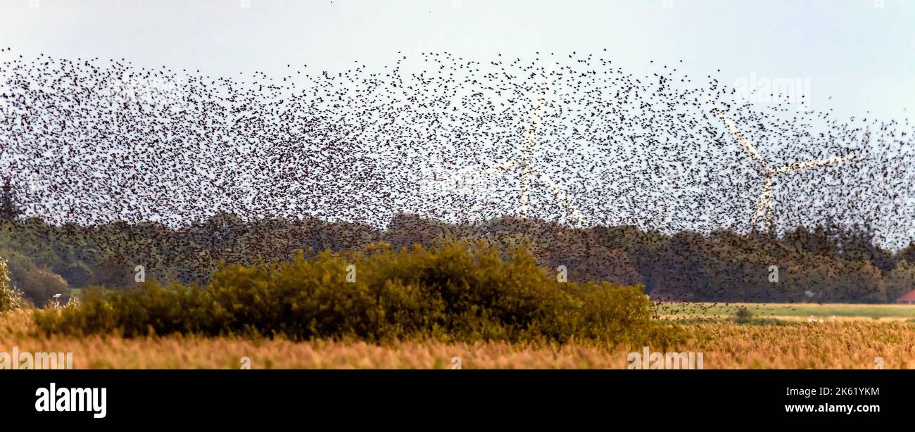 Murmuration of common starlings (Sturnus vulgaris) at Hasberg Sö ...