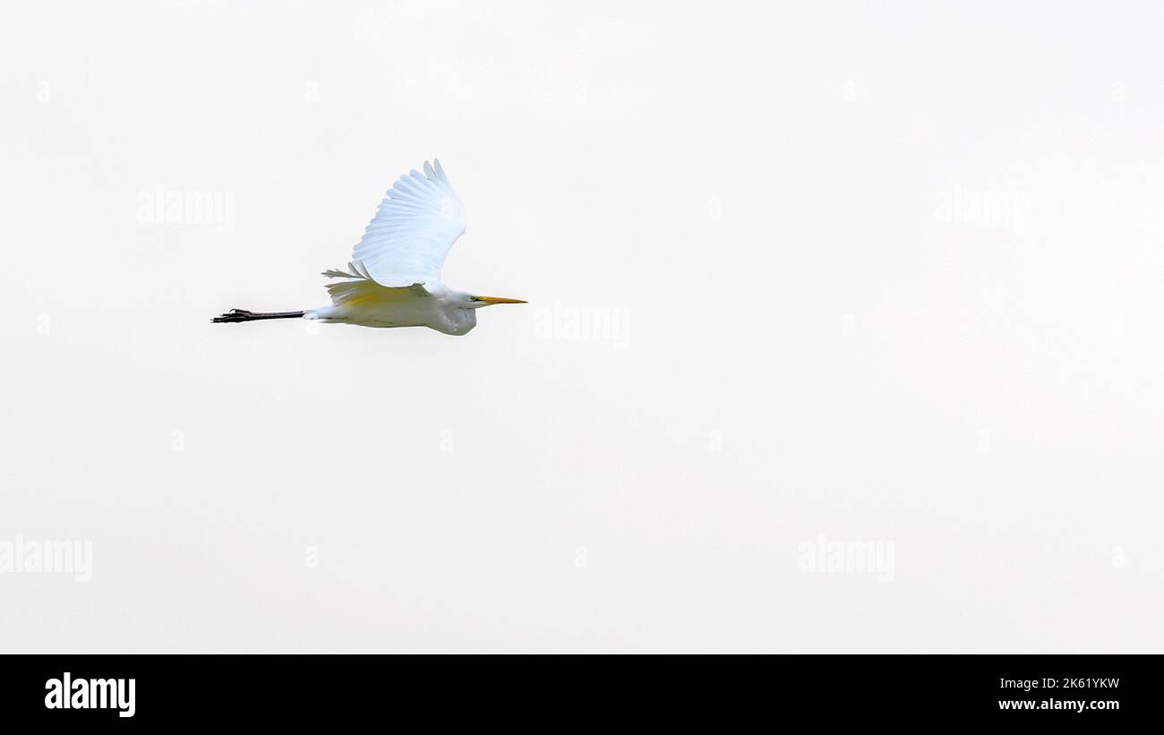 Great egret (Ardea alba) photographed at Toendermarsken, southern ...
