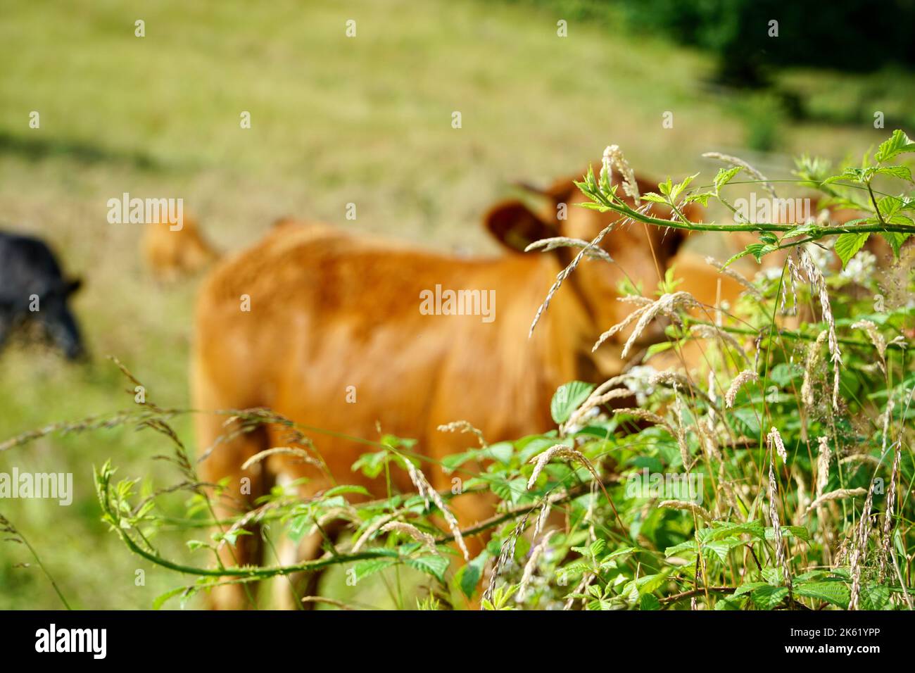 A beautiful shot of cows pasturing in the Bradgate Park, Leicester ...