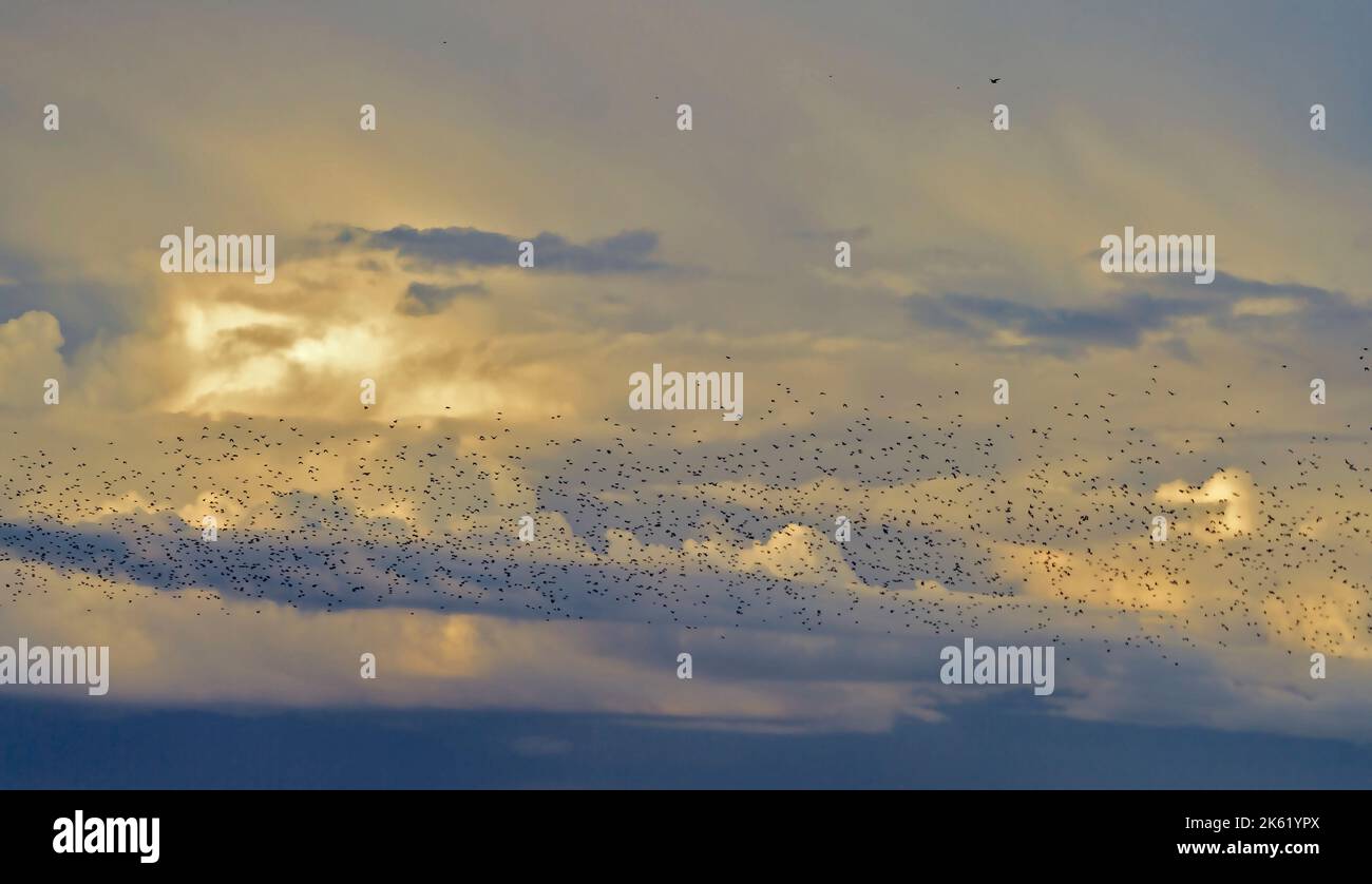Murmuration of common starlings (Sturnus vulgaris) at Hasberg Sö ...