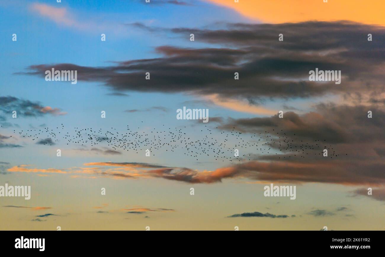 Murmuration of common starlings (Sturnus vulgaris) at Hasberg Sö ...