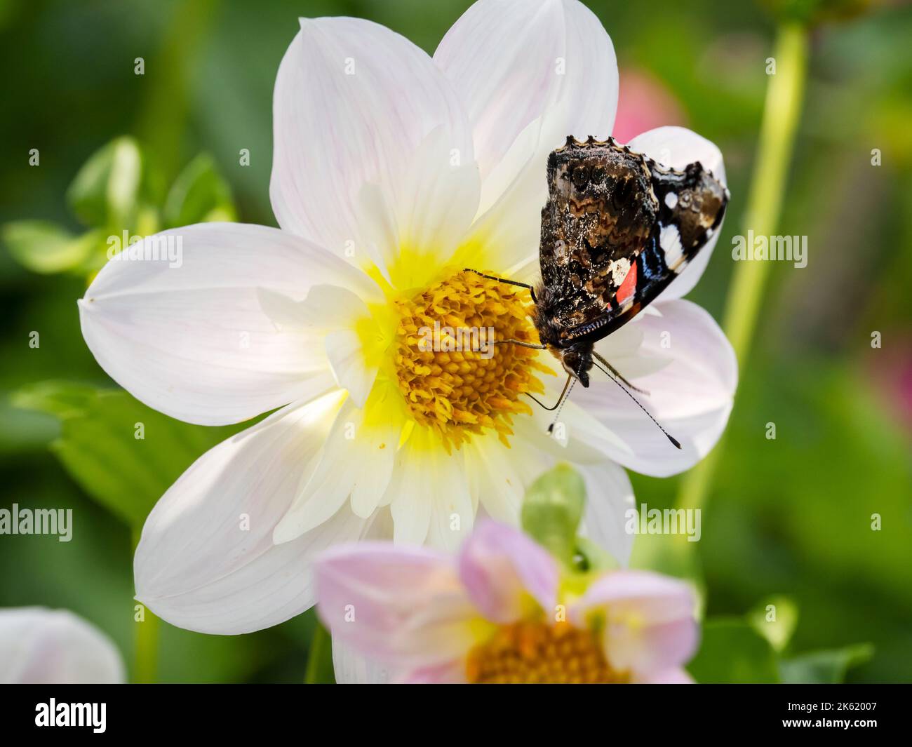 A Red Admiral butterfly, Vanessa atalanta feeding on a Dalia flower in ...