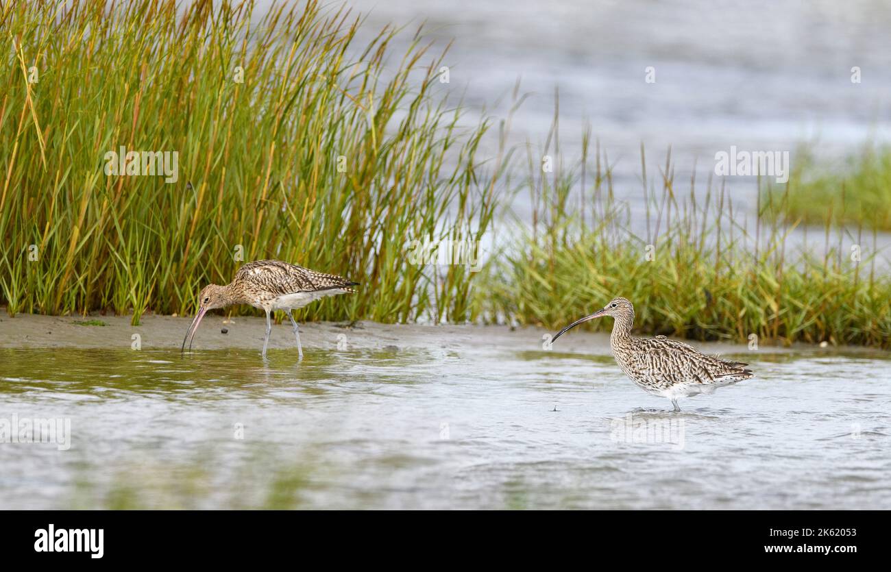 Eurasian curlews (Numenius arquata) from Mandö (part of Wadden Sea ...