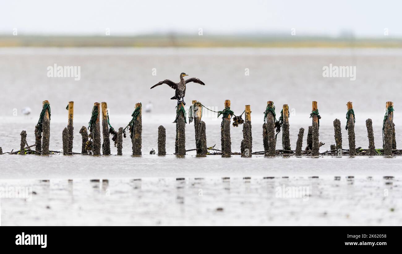 Great cormorant (Phalacrocorax carbo) at Mandö (part of Wadden Sea ...
