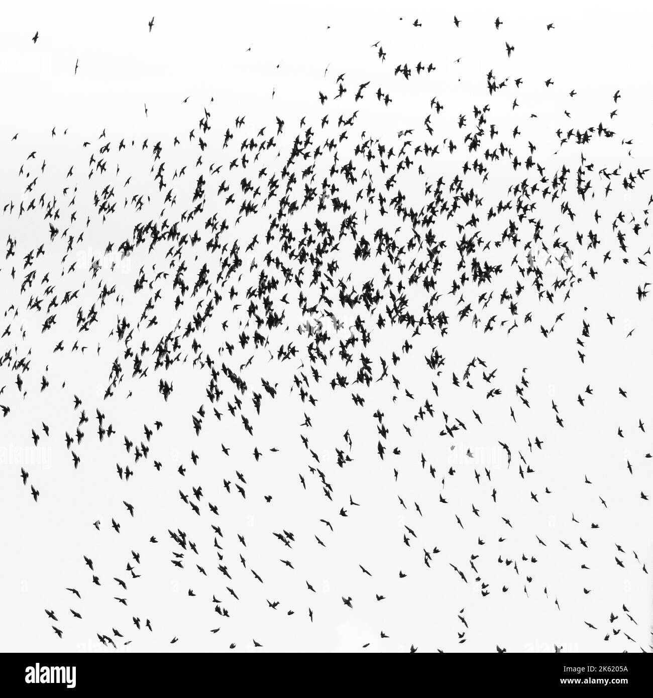 Murmuration of common starlings (Sturnus vulgaris) at Hasberg Sö ...