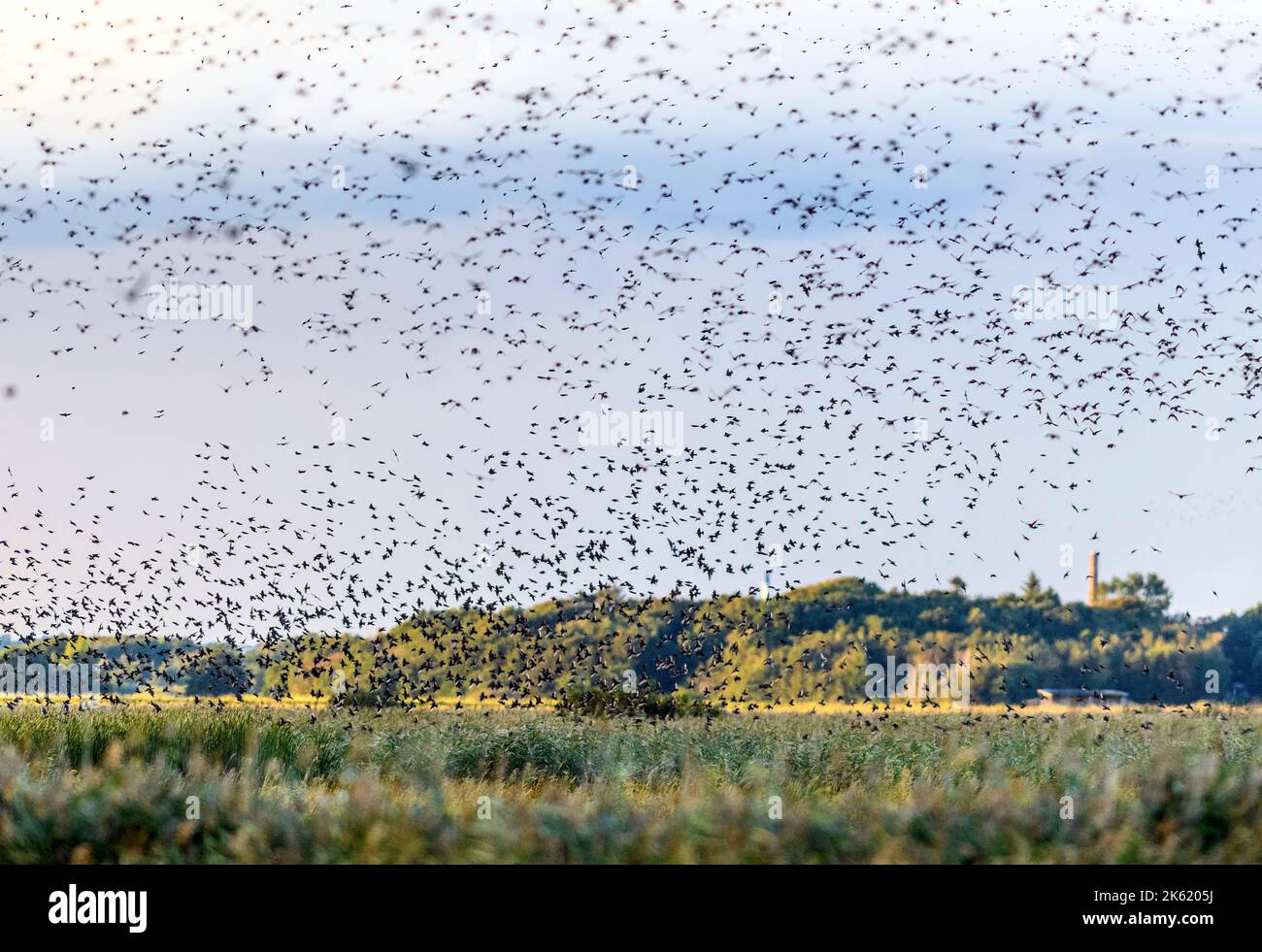 Murmuration of common starlings (Sturnus vulgaris) at Hasberg Sö ...