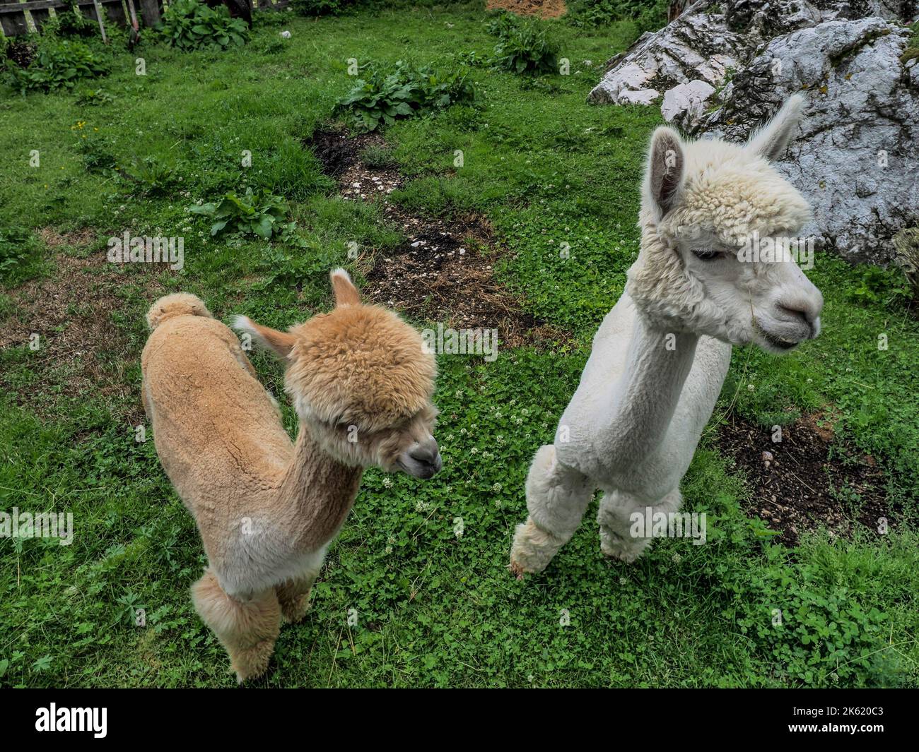 alpaca close up adorable fluffy portrait looking at you Stock Photo - Alamy