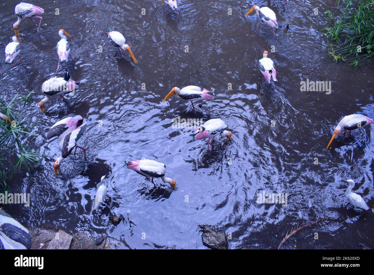 Bird Group Feeds on Small Water Lake in Zoological Park Stock ...