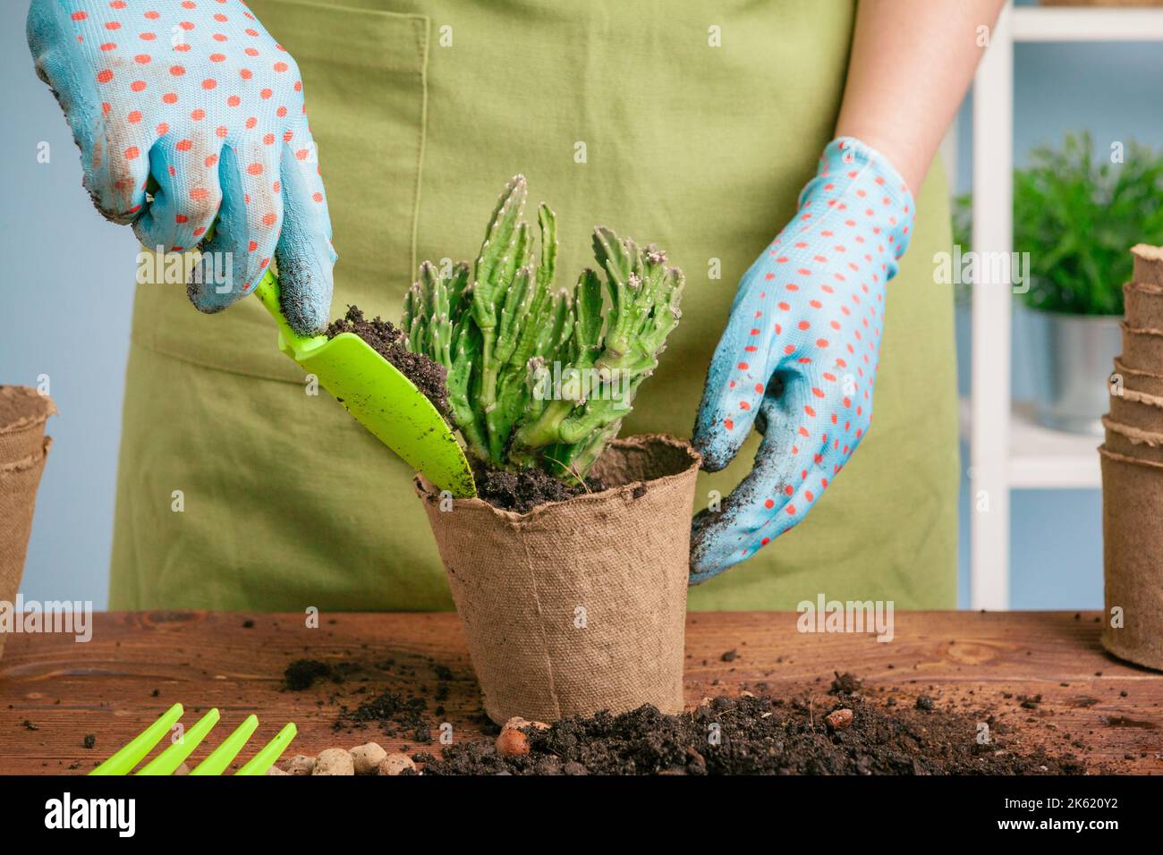 female gardener arranging plants at house using tools Stock Photo - Alamy