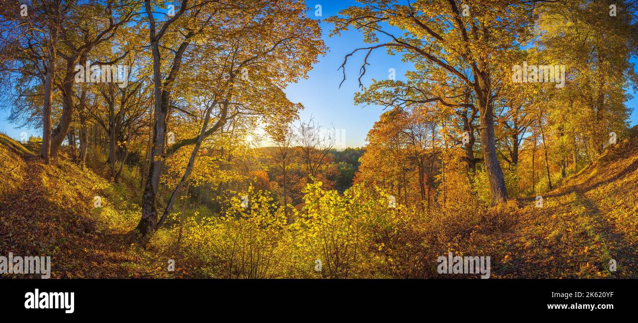 Golden color autumn landscape with sunset, Duksta park Stock Photo - Alamy