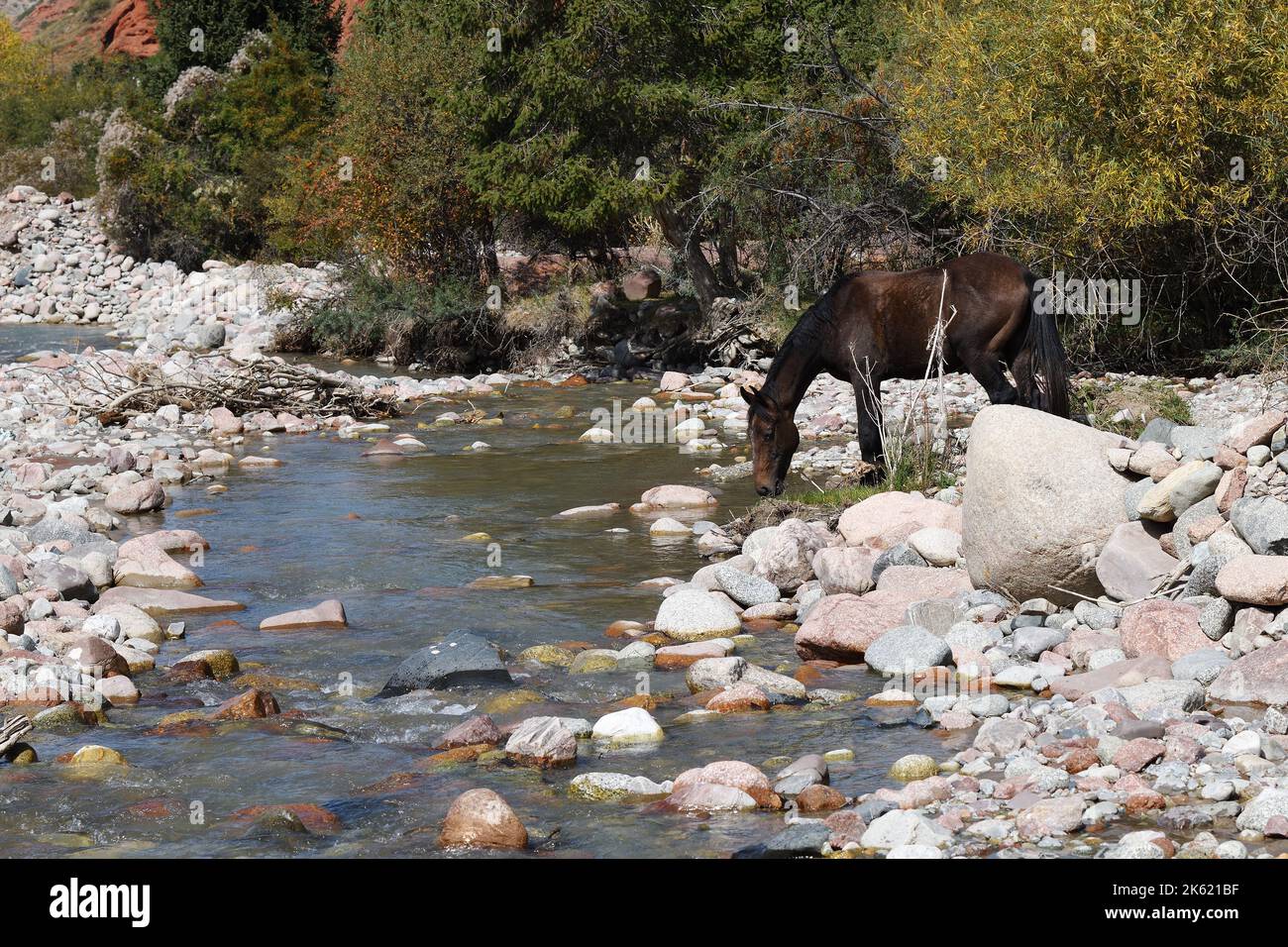 Horse on a small mountain spring at the foot of Tian-Shan Mountains ...