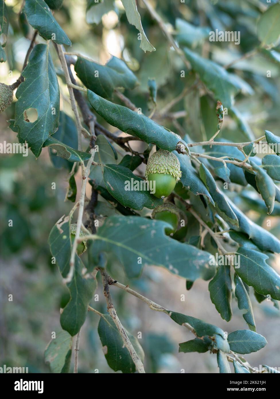 Quercus suber seed hi-res stock photography and images - Alamy