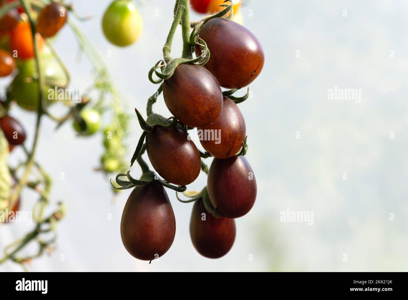 Tomatoes Cherry Indigo Pear Drops, England, UK Stock Photo - Alamy