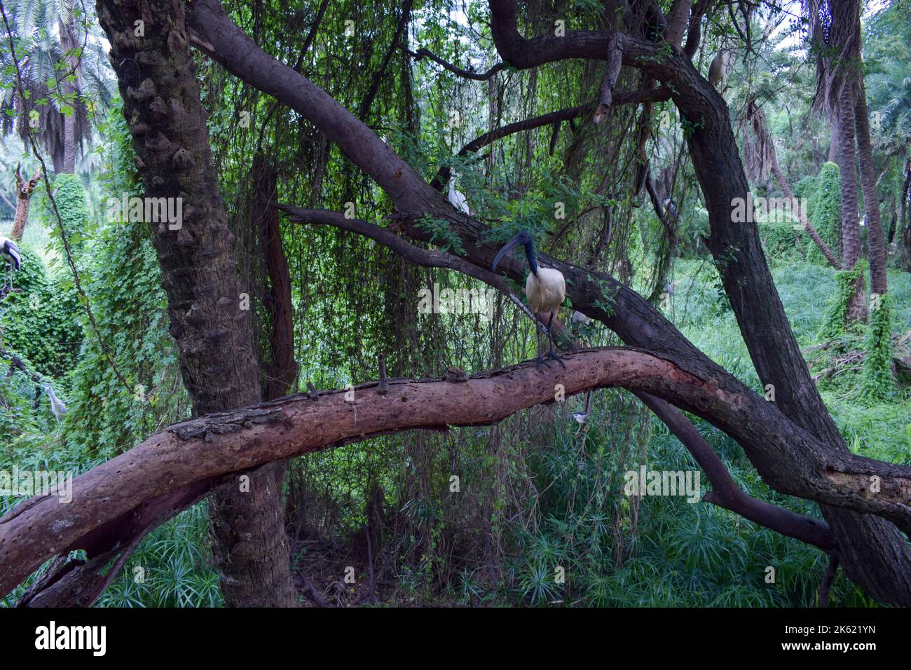 White Bird Standing on Big Tree Branch in Zoological Park Stock Photo ...
