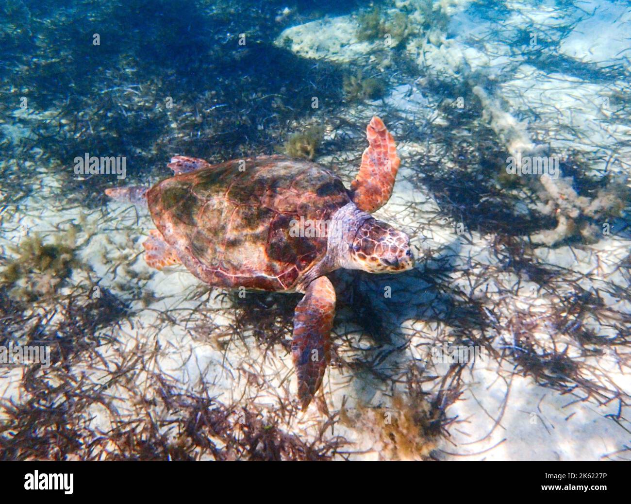 Underwater picture of a Loggerhead sea Turtle, ( Caretta caretta ...