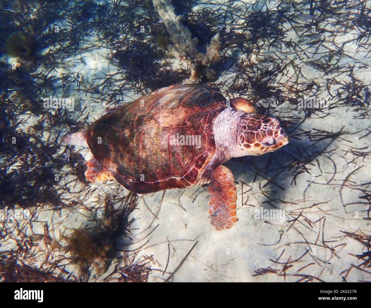 Underwater picture of a Loggerhead sea Turtle, ( Caretta caretta ...
