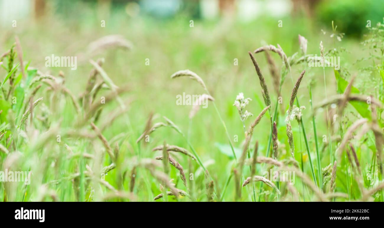Crops growing on farm hi-res stock photography and images - Alamy