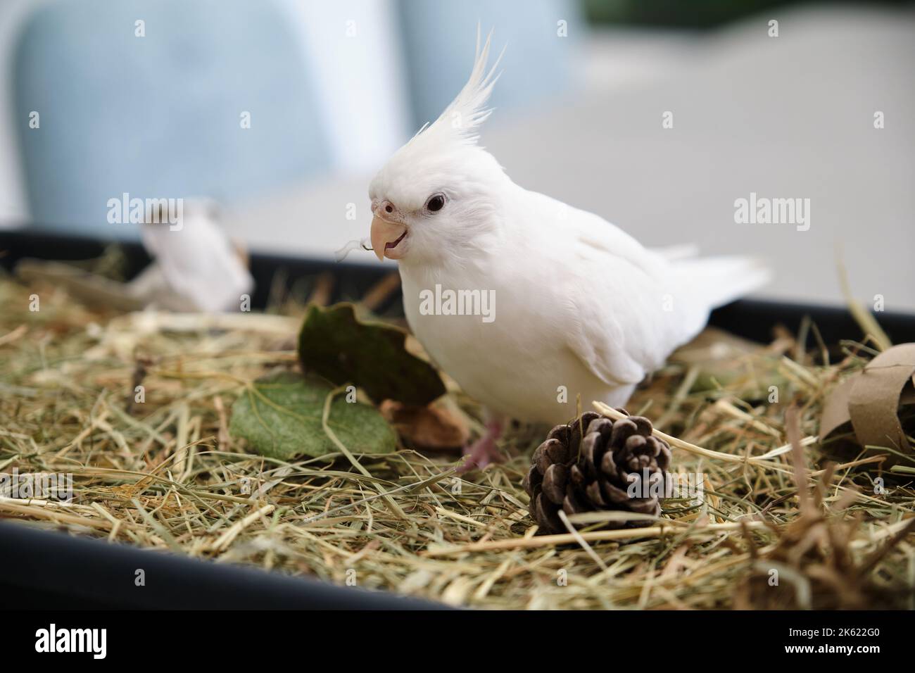 Albino cockatiel playing in its foraging tray, environmental enrichment ...