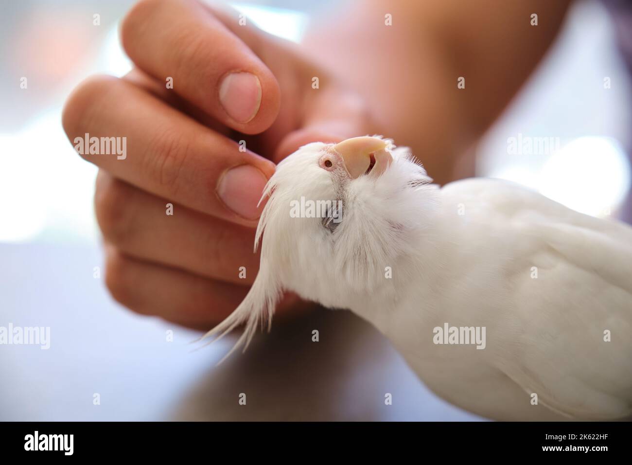 Cockatiel hand hi-res stock photography and images - Alamy