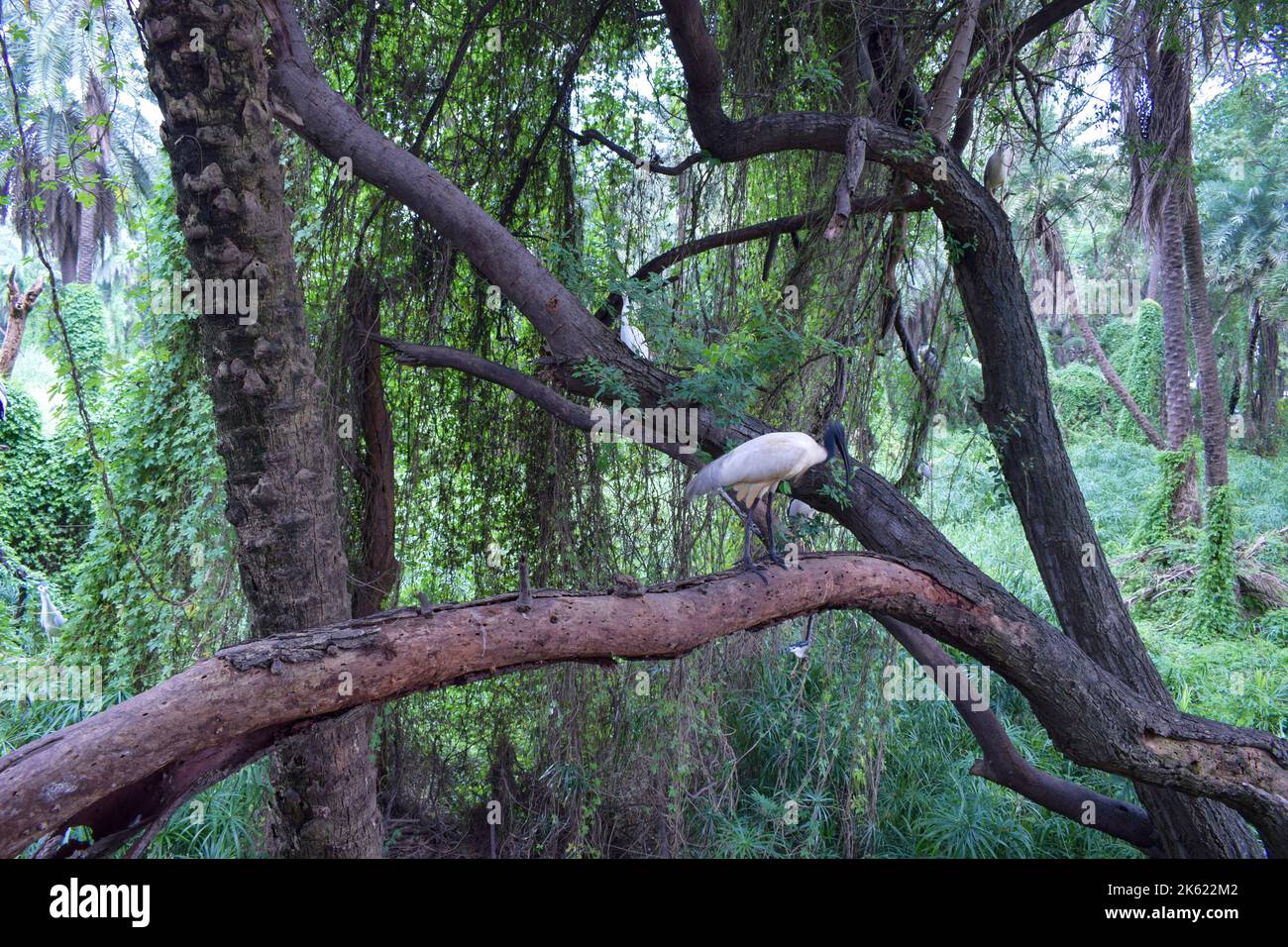Big bird white feathers hi-res stock photography and images - Alamy