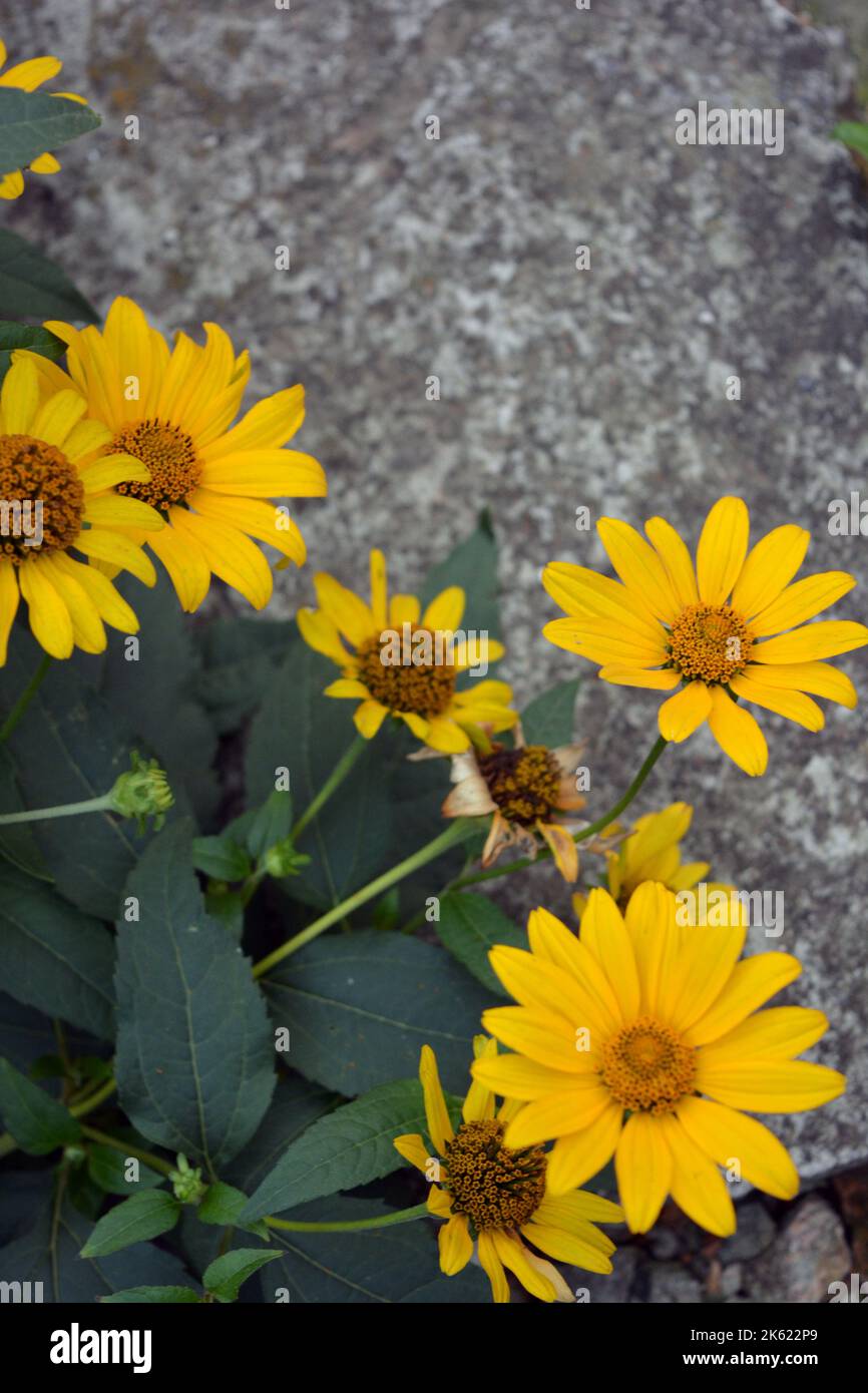 Floral background from Tithonia varifolia know like: tree marigold ...