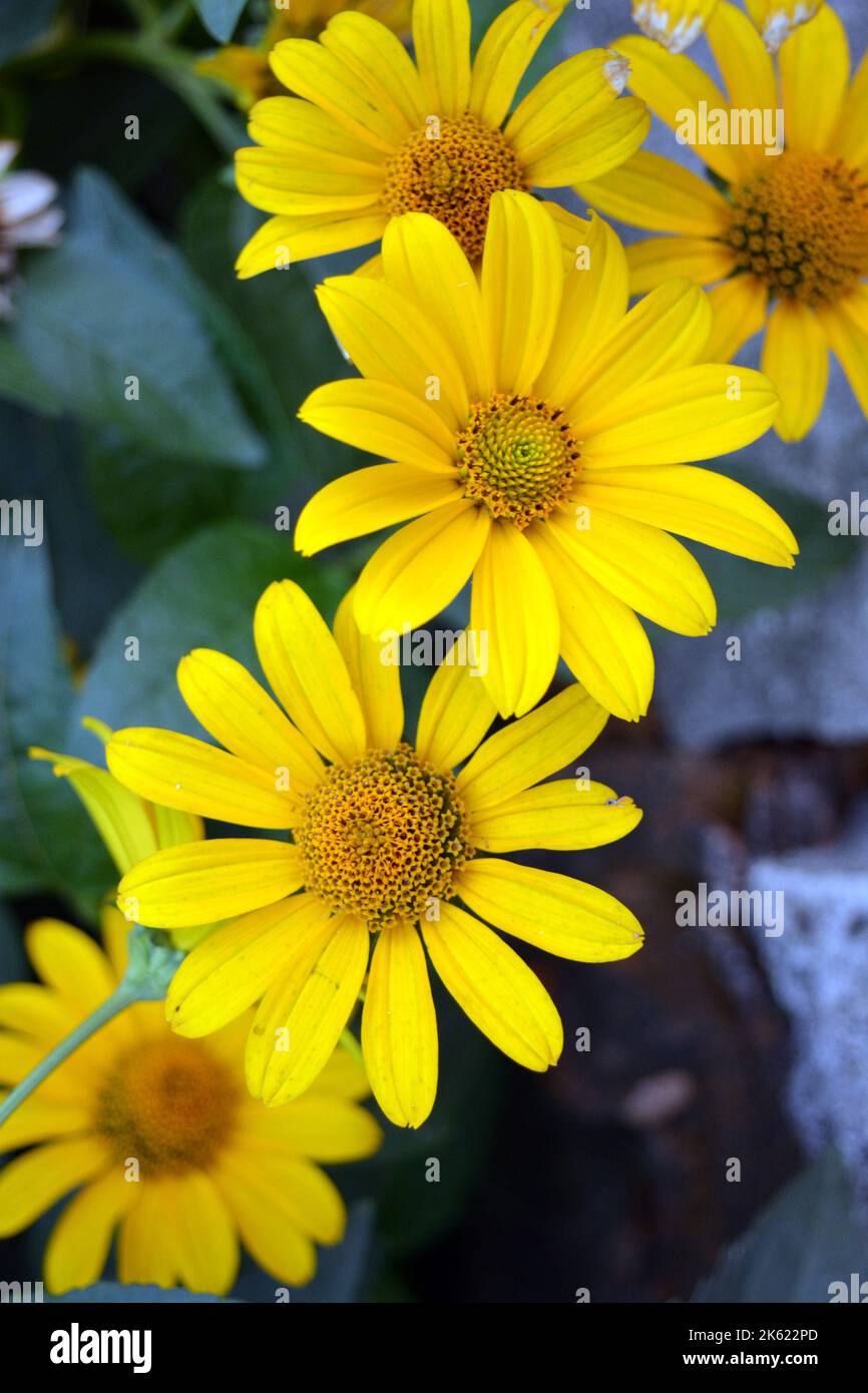 Floral background from Tithonia varifolia know like: tree marigold ...