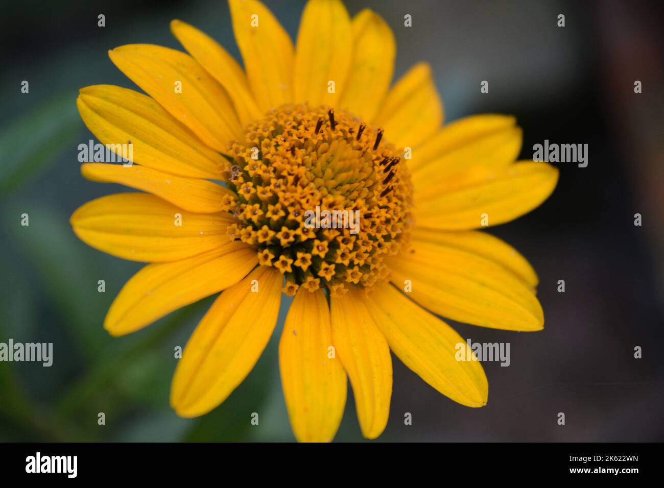 Floral background from Tithonia varifolia know like: tree marigold ...