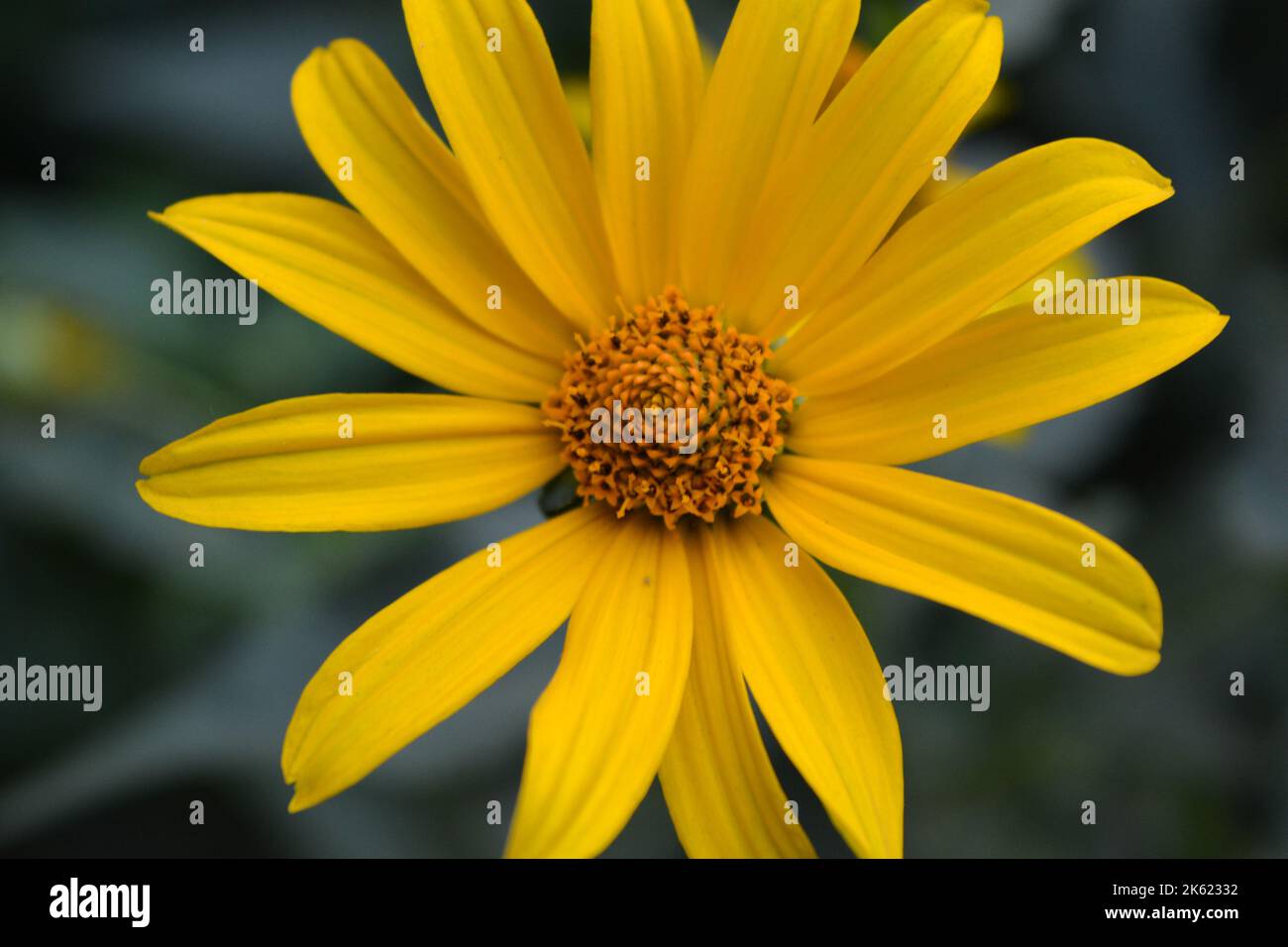 Floral background from Tithonia varifolia know like: tree marigold ...