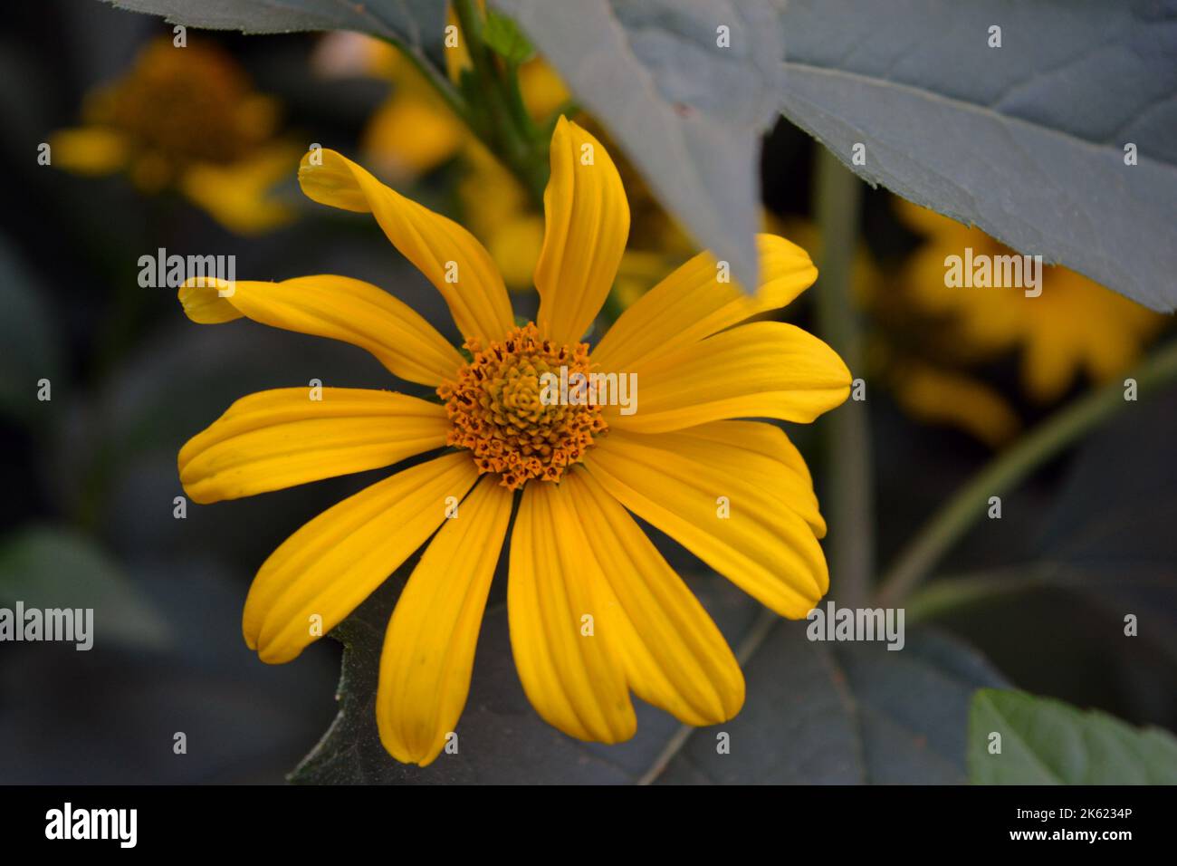 Floral background from Tithonia varifolia know like: tree marigold ...