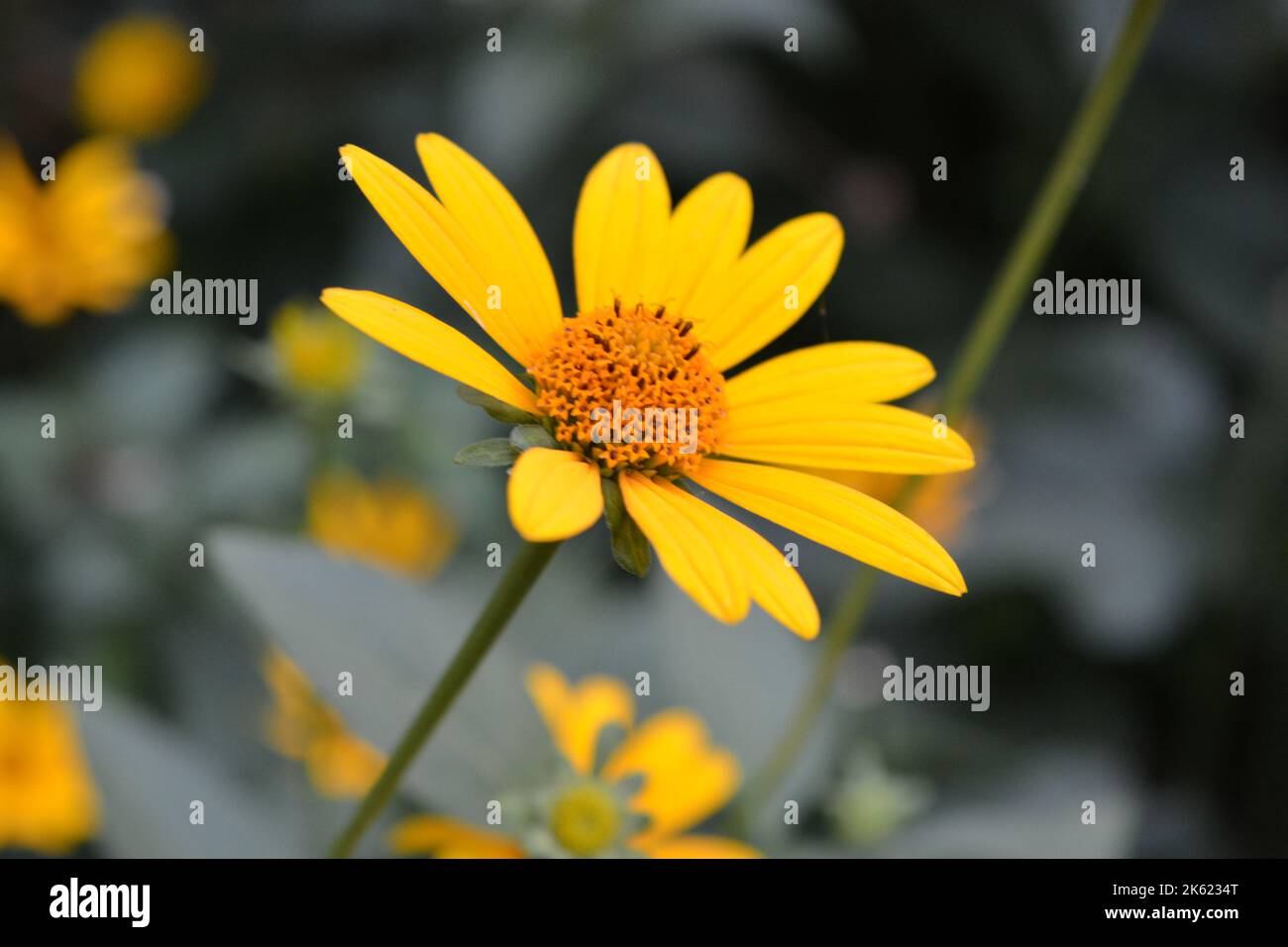 Floral background from Tithonia varifolia know like: tree marigold ...