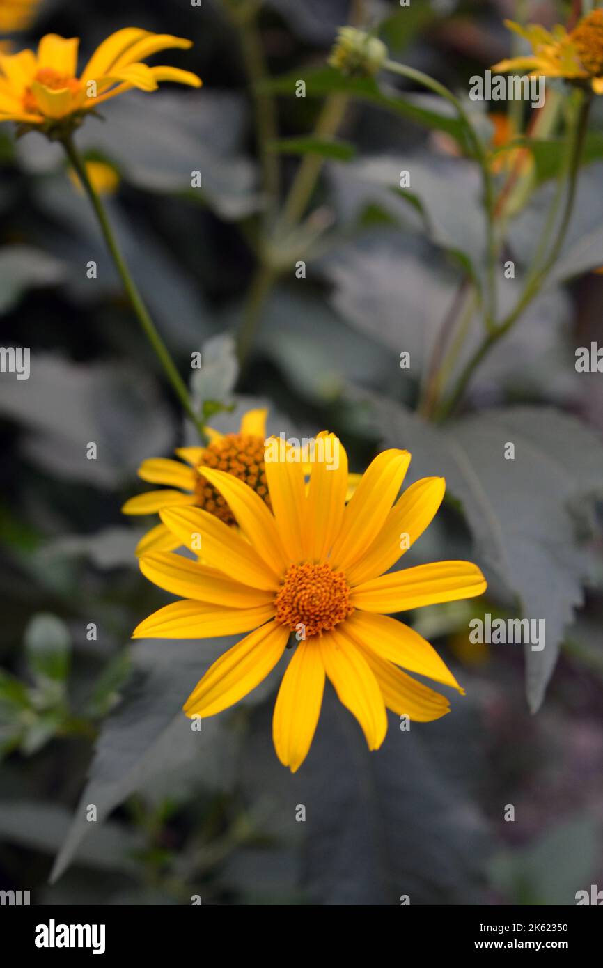 Floral background from Tithonia varifolia know like: tree marigold ...