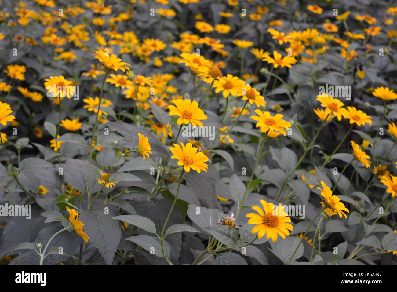 Floral background from Tithonia varifolia know like: tree marigold ...