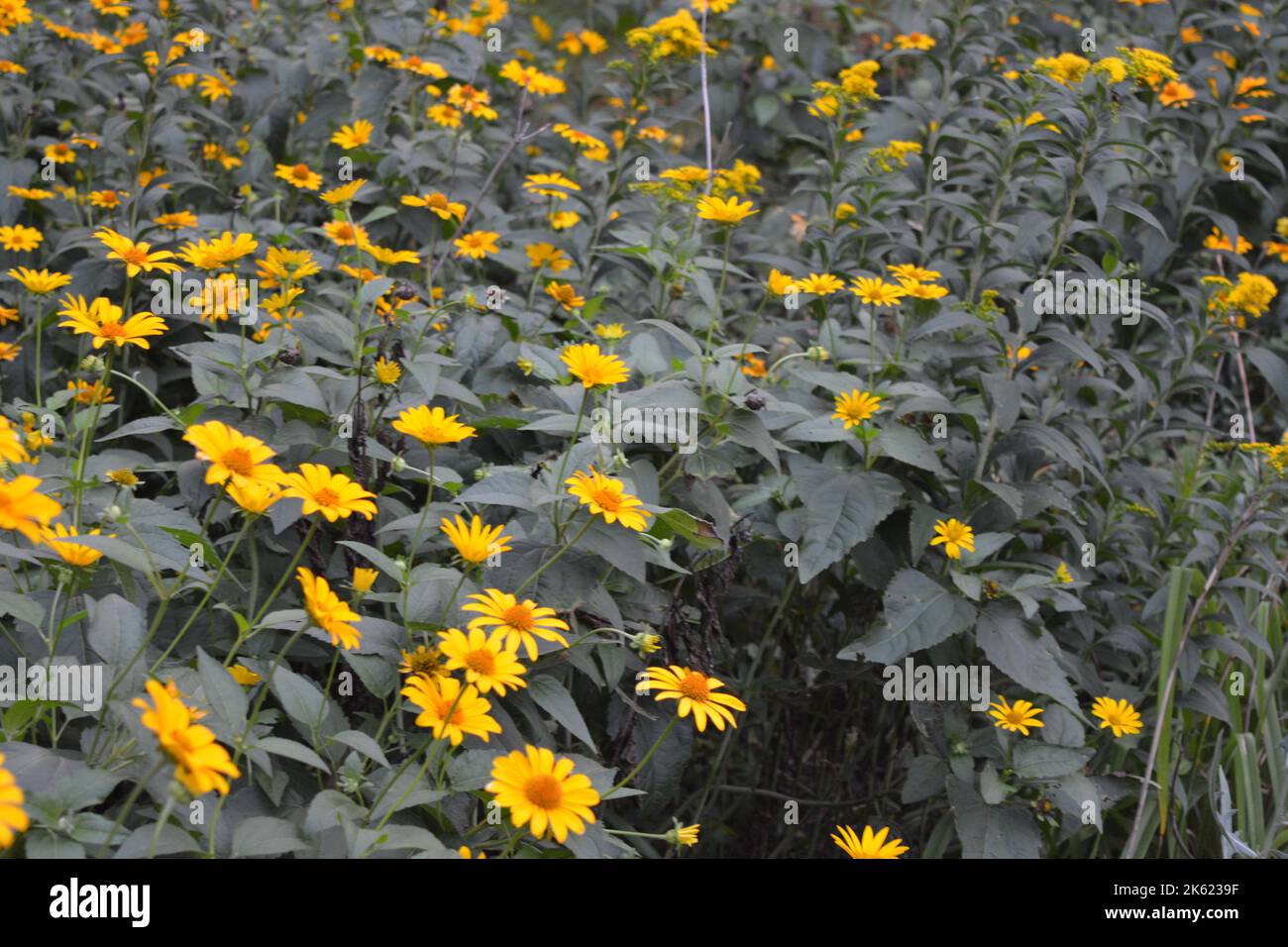 Floral background from Tithonia varifolia know like: tree marigold ...