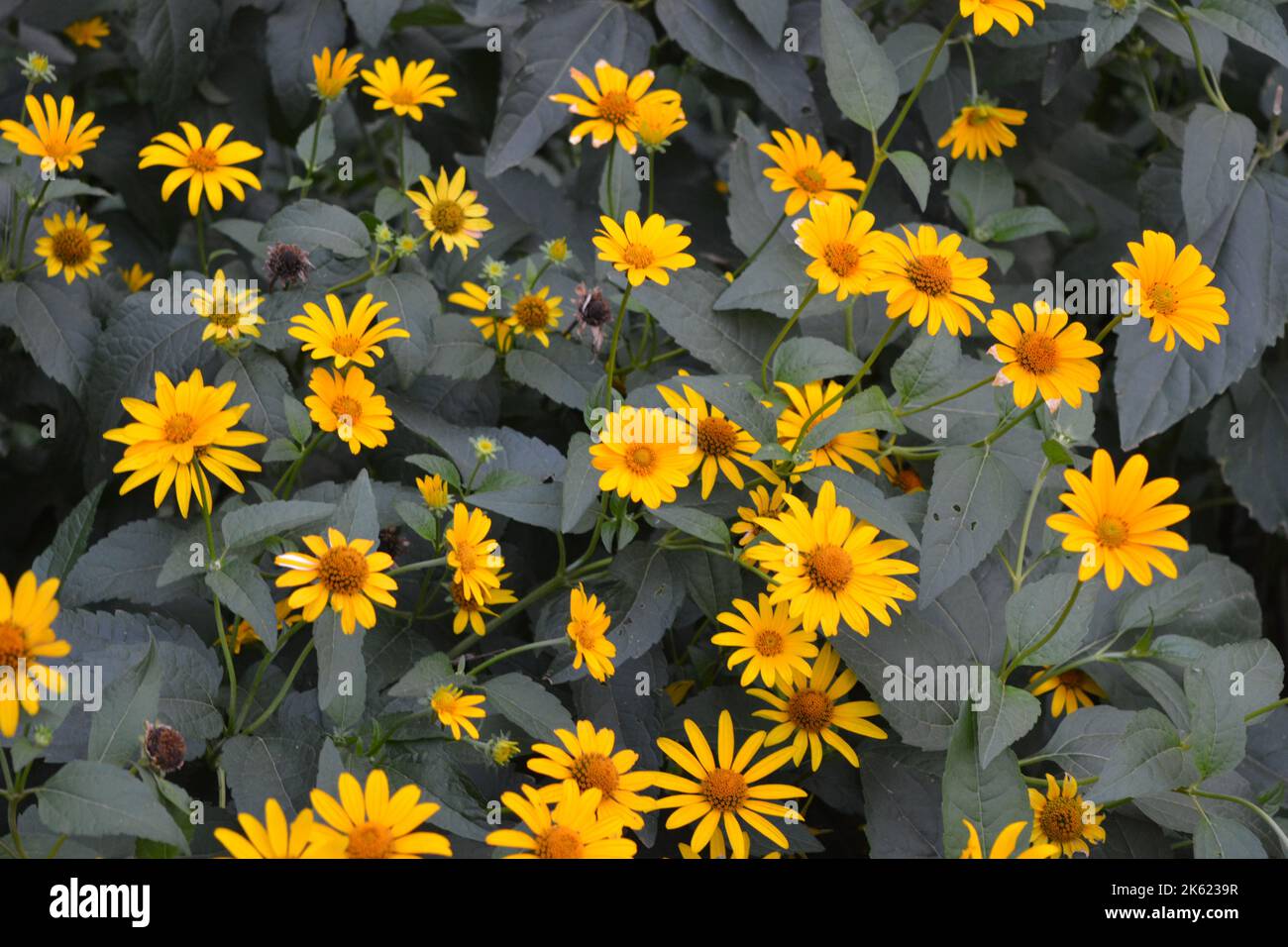 Floral background from Tithonia varifolia know like: tree marigold ...