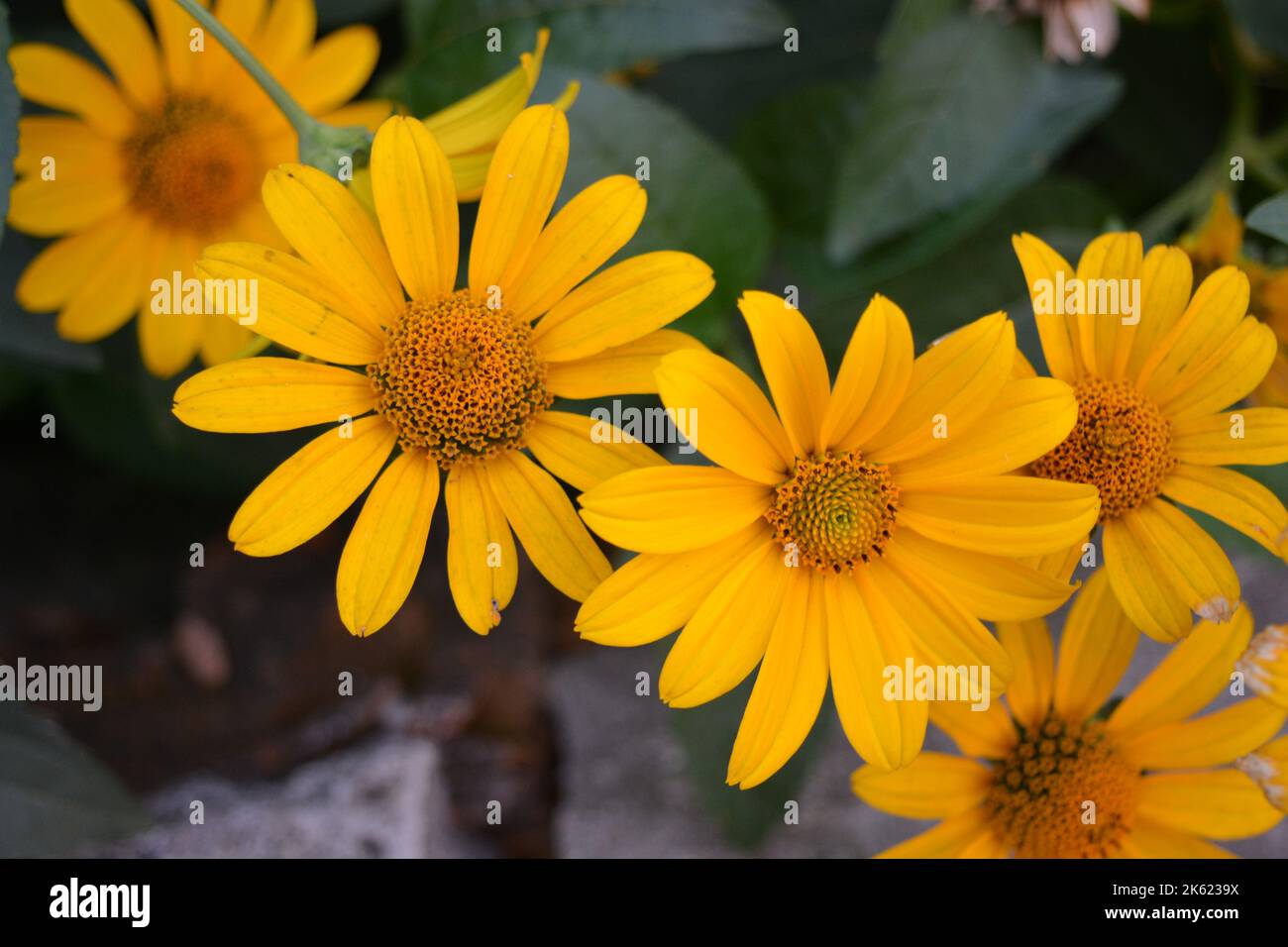 Floral background from Tithonia varifolia know like: tree marigold ...