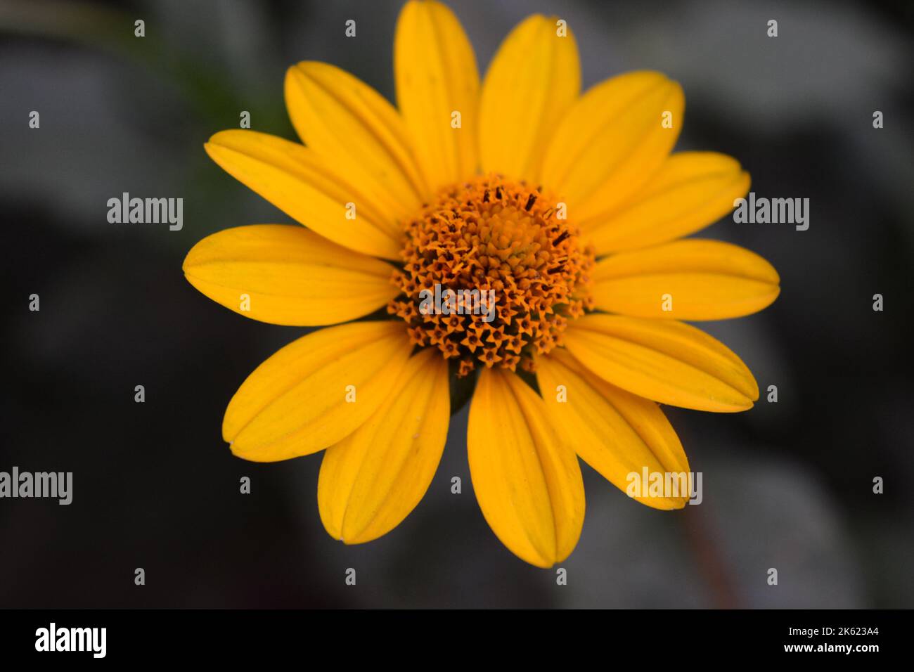Floral background from Tithonia varifolia know like: tree marigold ...