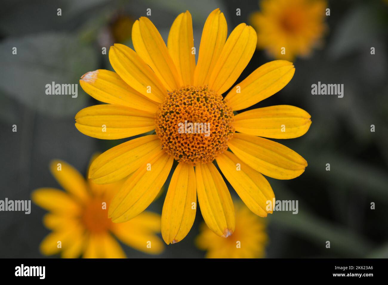 Floral background from Tithonia varifolia know like: tree marigold ...