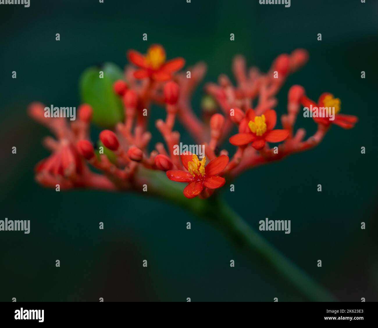 Red jatropha podagrica flowers hi-res stock photography and images - Alamy