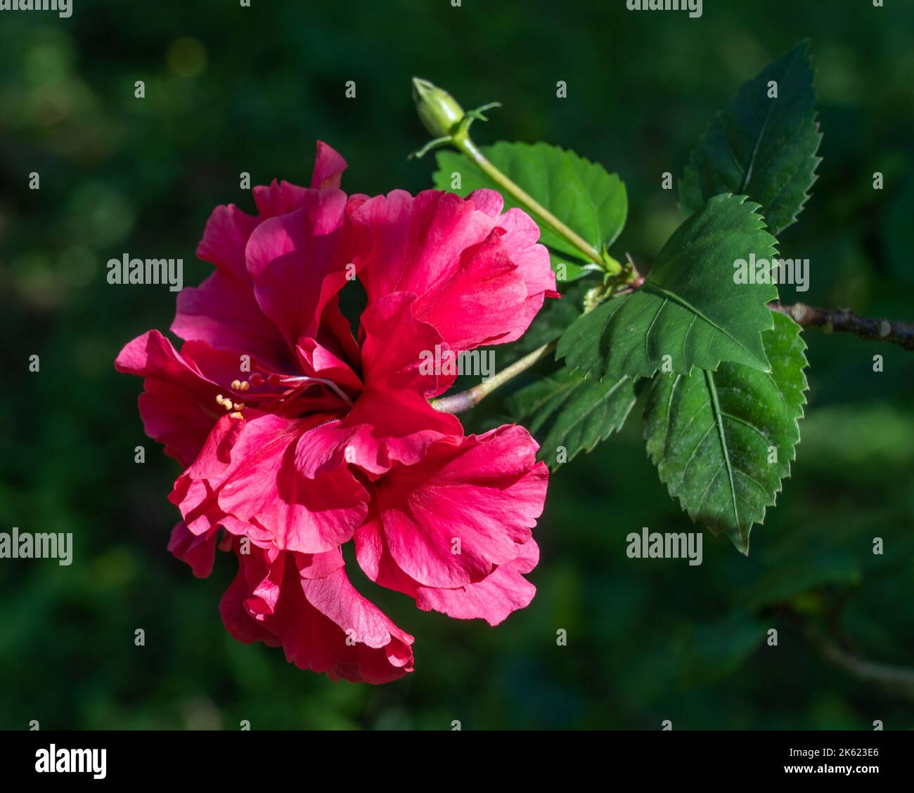 Closeup view of bright dark pink double hibiscus rosa sinensis flower and bud isolated outdoors ...