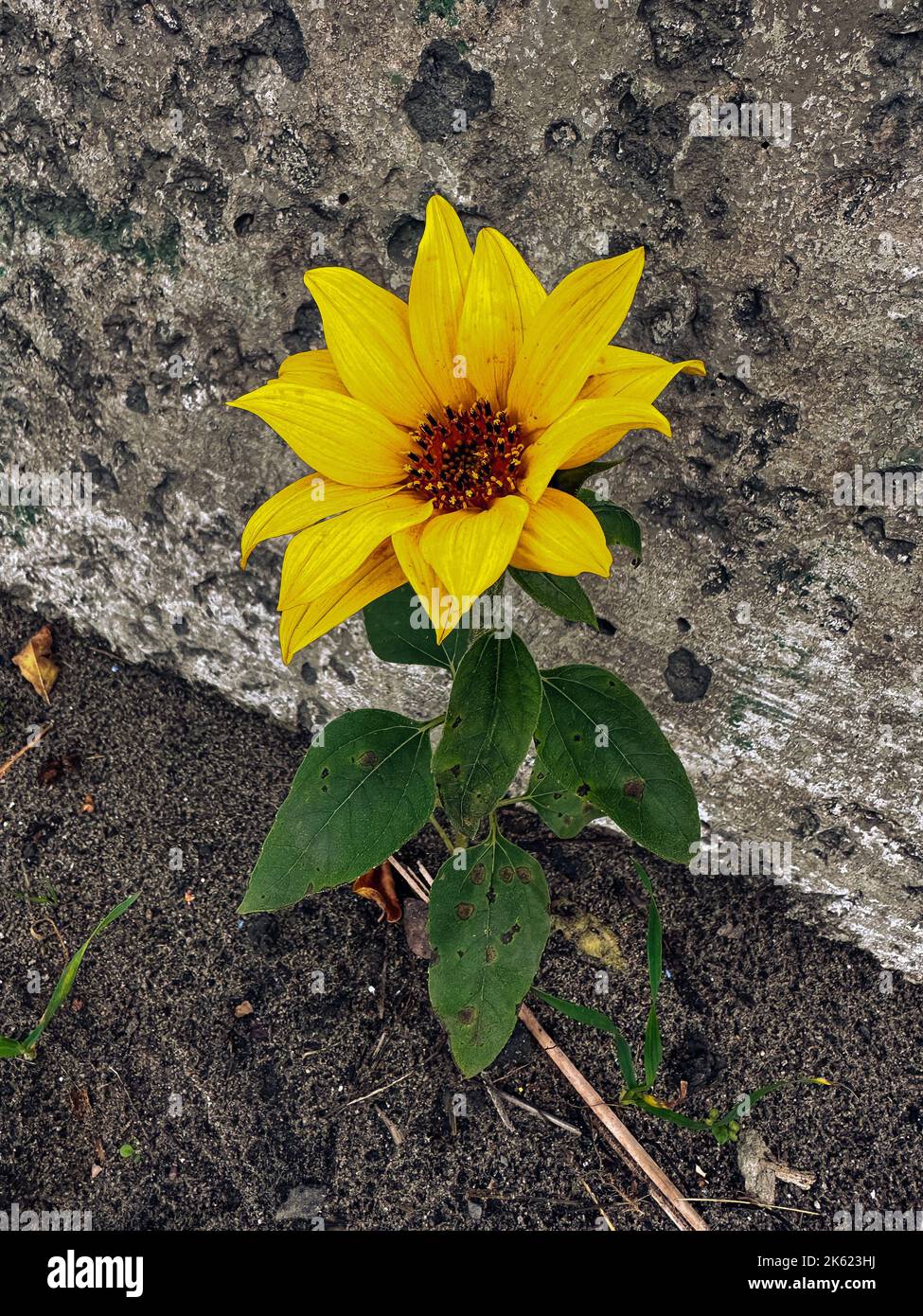 Young sunflower plant grows near building wall with bullet and shrapnel ...