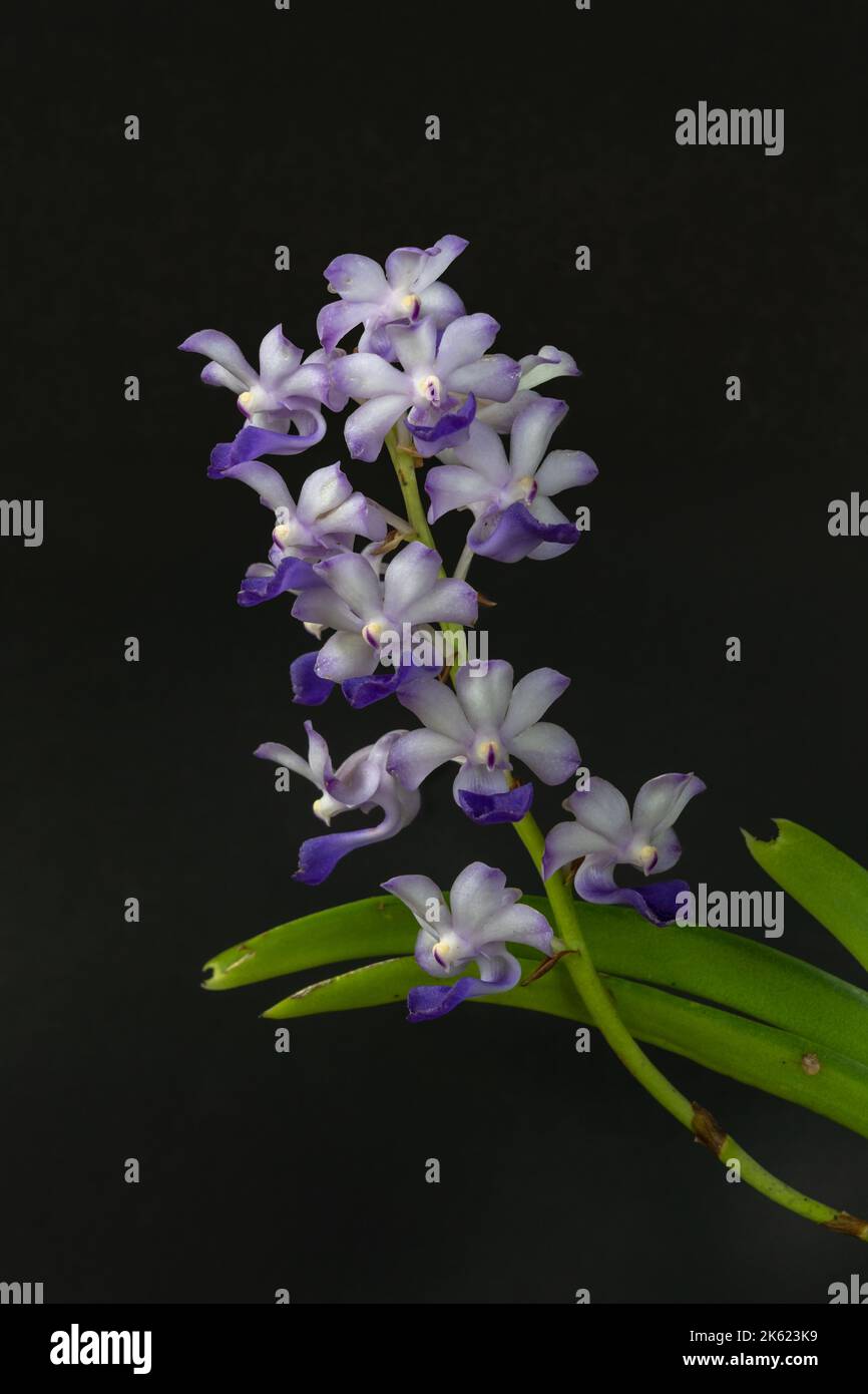 Closeup view of beautiful purple blue and white flowers of ...